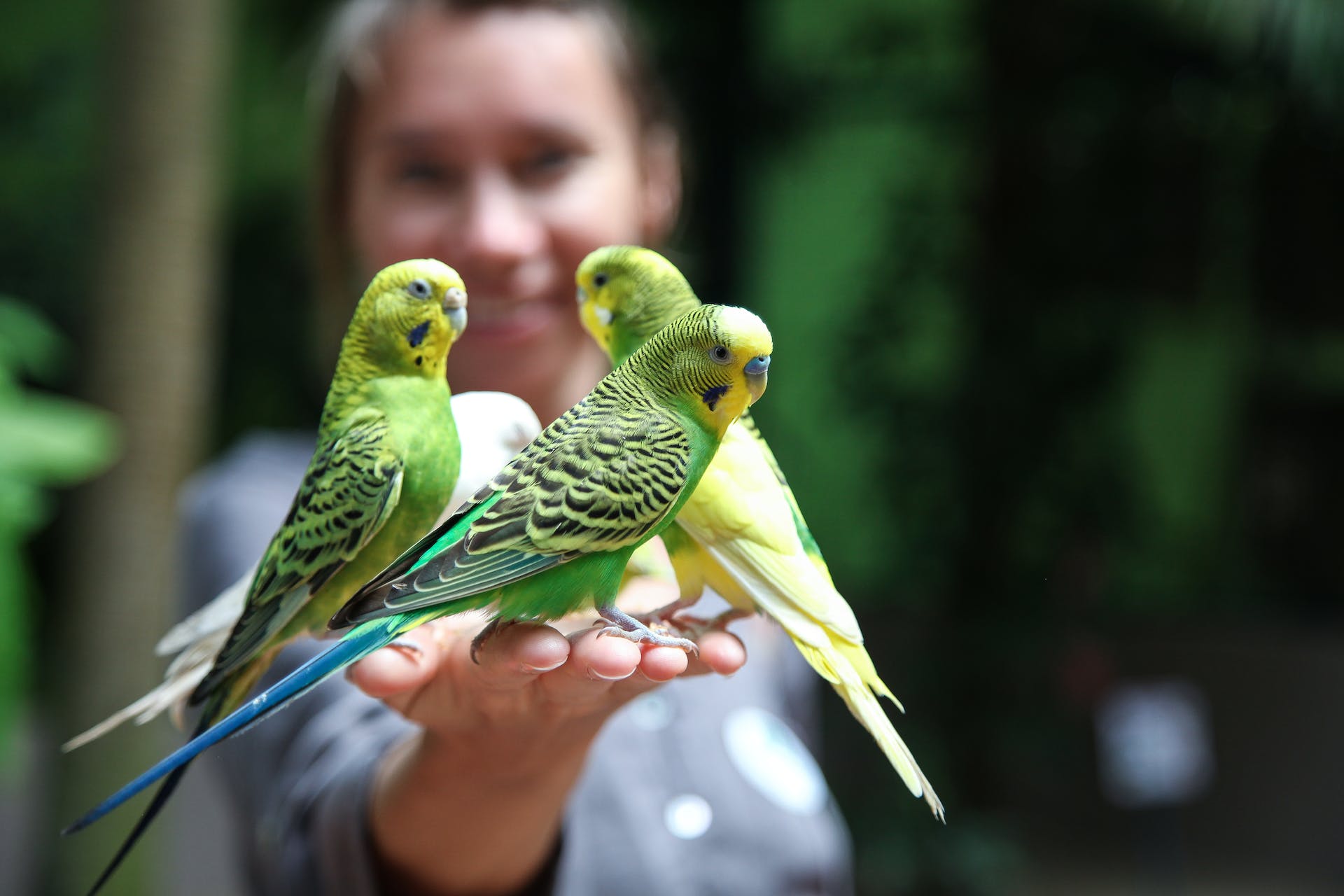 Caring for Your Bird's Beak: A Comprehensive Grooming Approach ...